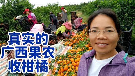 你不知道的广西果农采收沃柑，你吃的柑橘就是这么来的 Youtube
