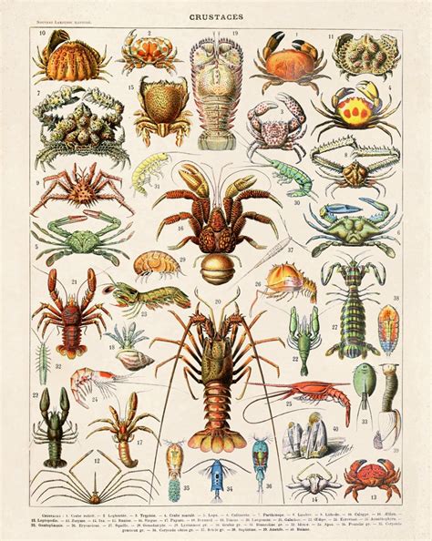 Crustaceans Diagram Reproduction Print Le Petit Larousse