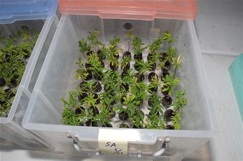 竹市破20億大麻！千萬無塵室「育苗→成株」證物警局擺不下 驚人畫面曝 社會 三立新聞網 Setncom