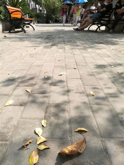 重陽不必登高 原創詩歌 黎德祥 每日頭條