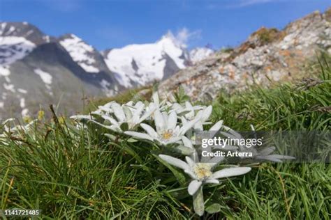 Edelweiss Group Photos And Premium High Res Pictures Getty Images