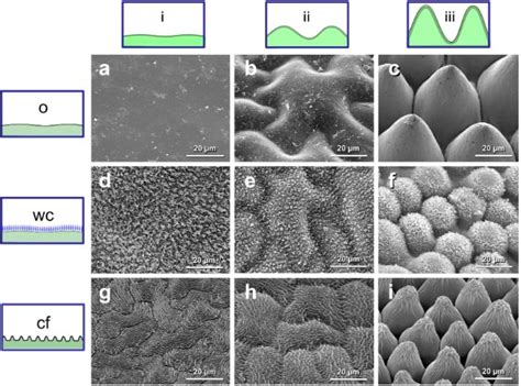 Bjnano Impact Of Cell Shape In Hierarchically Structured Plant Surfaces On The Attachment Of