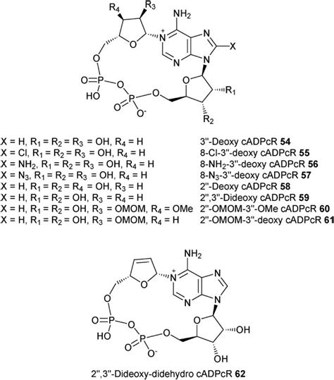 Structures Of The Cadpr Analogues Mentioned Herein Our Group