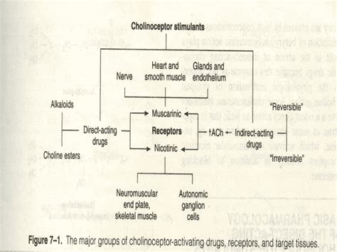 拟副交感神经药