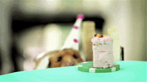Birthday Cake S Get The Best  On Giphy