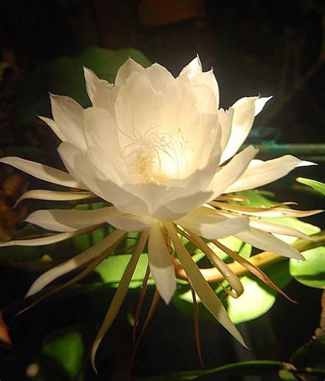 Cactus Flower How Can An Exquisite Flower Come From Something So