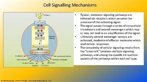 Lecture Overview Of Signal Transduction Pathways BIOL