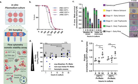 Osmotic Stability Of P Vivax Infected Reticulocytes A Flow Cytometry