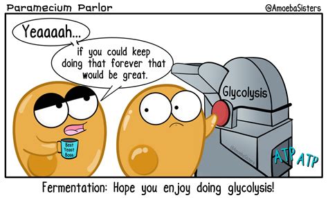 Fermentation Hope You Like Doing Glycolysis Biology Humor Teaching