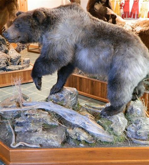 Brown Bear Grizzly Bear Full Body Floor Mountsgrizzly Bear Mount Ideas