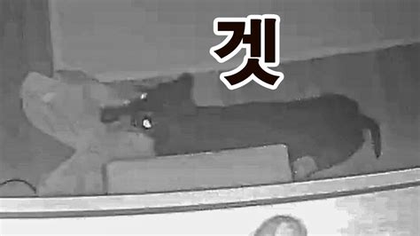 보호자 옷 훔쳐가기 닥스훈트 이리온너라 Youtube