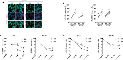 Stem Cell Marker Expression In Ob And Rh Tumor Cells A Representative