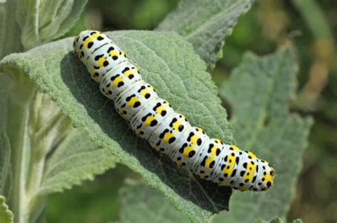 17 Cute Bugs For New Found Creepy Crawly Appreciation
