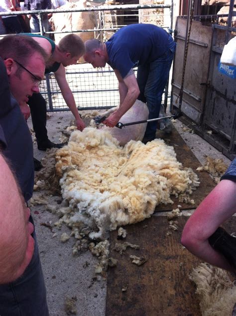 Rural Enterprise Skillnet Sheep Shearing Course Med Partnership Group