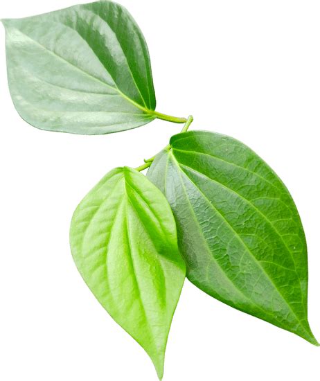 Betel Leaf Png Photos By Canva