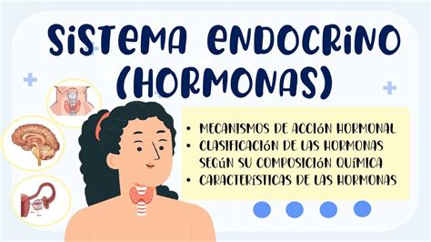 Resumen Endocrinología Clasificación De Las Hormonas Stassy Anaika