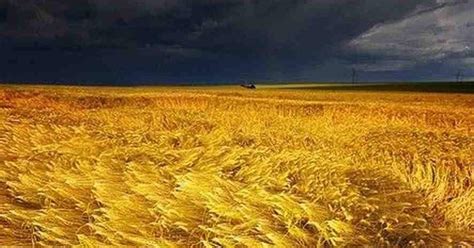 Шпалери для робочого столу Українське поле на
