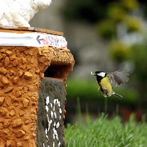 Wo Bauen Vögel Ihre Nester