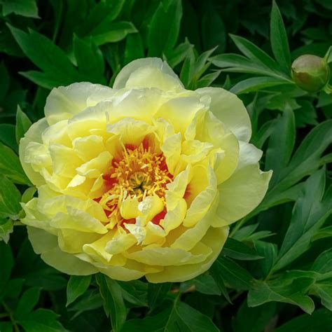 Itoh Peony Bartzella Garden Express