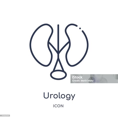 건강 및 의료 개요 컬렉션에서 선형 비뇨기과 아이콘 얇은 라인 비뇨기과 아이콘 흰색 배경에 고립입니다 비뇨 기 유행 삽화 건강관리와 의술에 대한 스톡 벡터 아트 및 기타