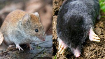 How To Get Rid Of Voles Plant For Success