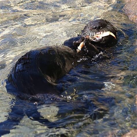 Those Teefs Doing The Hard Work — The Daily Otter