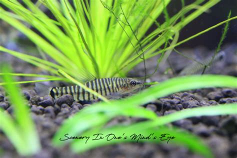 Green Note大阪我孫子のアクアリウムショップ 月 日 熱帯魚 ブラジルアジア便 ホシクサ科水草各種 入荷しました