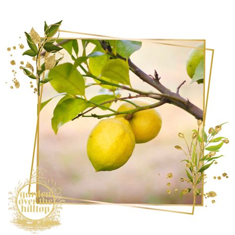 Lemon Limon Lime Dayap Tree Seeds Shopee Philippines