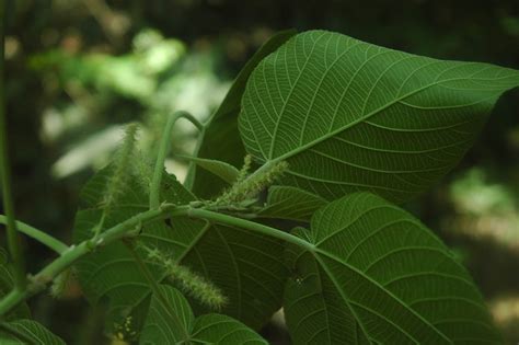 Acalypha Cardiophylla Euphorbiaceae