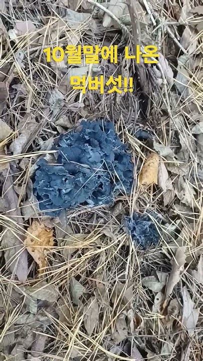 24년 미쳤다~10월말에 나오는 까치버섯먹버섯~먹버섯까치버섯이상기후온난화여파 Youtube