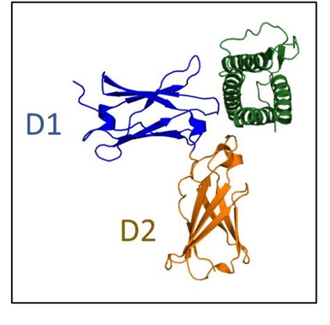 3 Structure Of Il 4 Receptor Il 4rα As A Typical Representative Of The