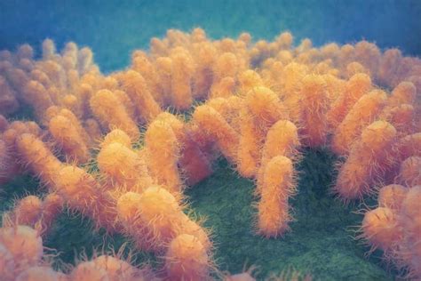 Evolution Bacteria Bred For 2000 Generations Settle Long Term Mystery