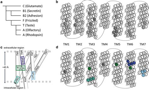 A Schematic Phylogenetic Tree Of Gpcr Classes According To Cvicek Et