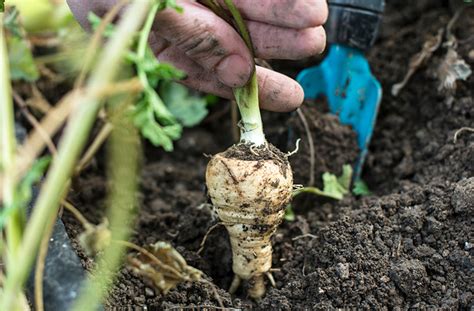 How Do I Grow Parsnips Planting Harvesting Guide Joegardener