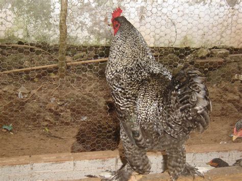 OVOS GALADOS DE GALINHAS DE ALTA PRODUÇÃO E ORNAMENTAIS BRAHMAS