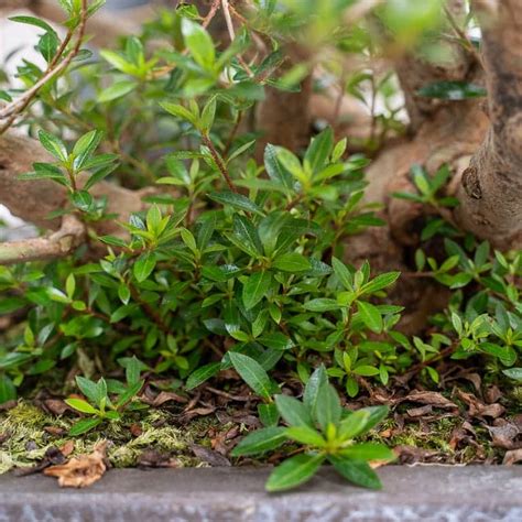 Top 5 Tips For Keeping Azalea Bonsai Healthy Bonsai Tonight
