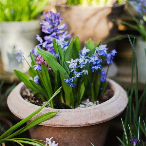 English Cottage Gardening 101 Workshop Sun River Gardens