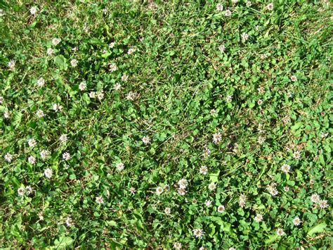 Grassy Texture 1 By Kirkia On Deviantart