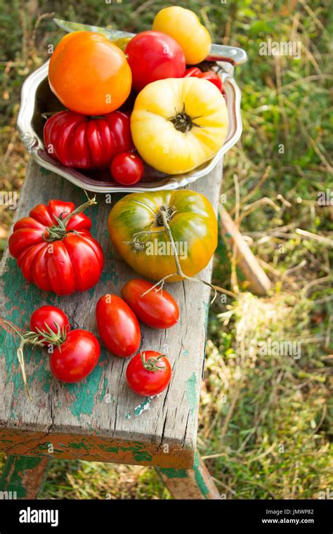 Assorted Varieties Of Ripe Fresh Tomato In Different Shapes And Bright