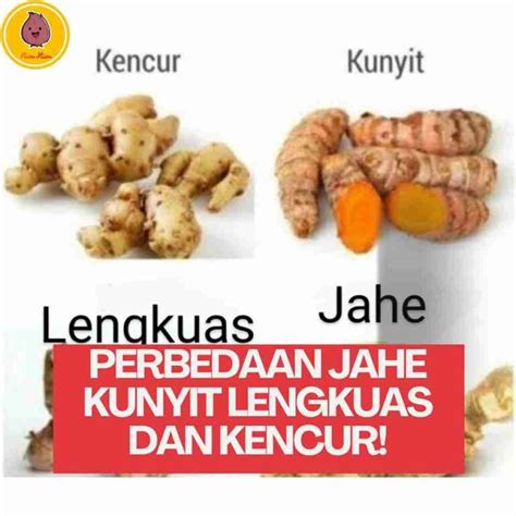 Perbedaan Kunyit Jahe Lengkuas Serta Kencur Awas Keliru