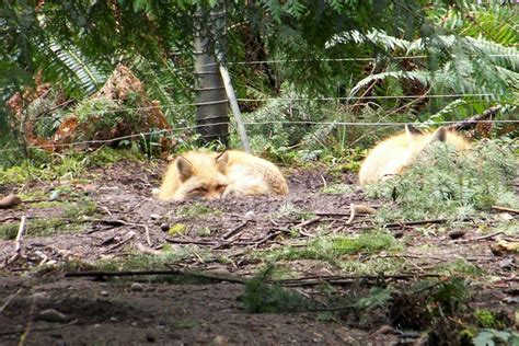 Red Fox From Northwest Trek Wildlife Park 11610 Trek Dr E Eatonville