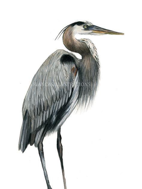 Blue Heron Drawing