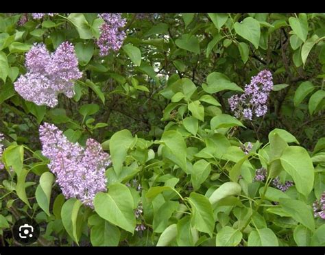 Үржих мод бут сөөг Үржих мод бут сөөг зүлэгний худалдаа