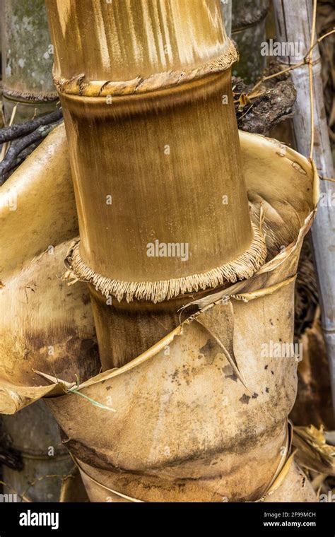 Bamboo Tree Trunk With Dirty And Weathered Peel Stock Photo Alamy