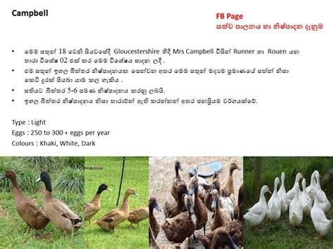 තාරා පාලනයට අත්වැලක් ️ ️ ️ සත්ව පාලනය හා නිෂ්පාදන දැනුම