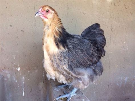 Partridge Orpington Genetic Colour Questions Backyard Chickens