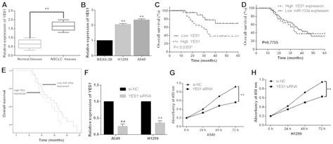 Microrna‑133a Inhibits The Proliferation Of Non‑small Cell Lung Cancer
