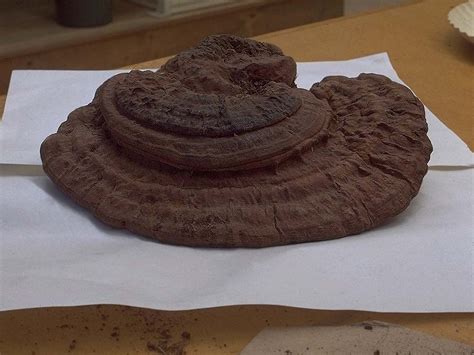 Ganoderma Applanatum