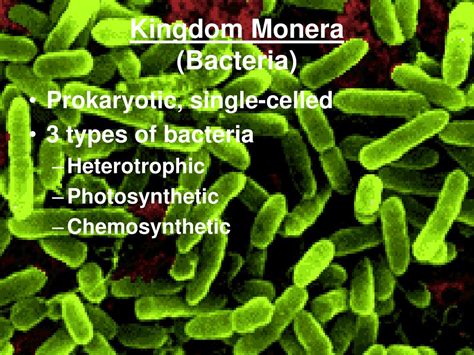 Photosynthetic Cells