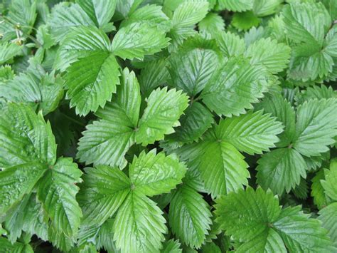 植物の力を見つけ出せ！ 小学生のための理科の王国